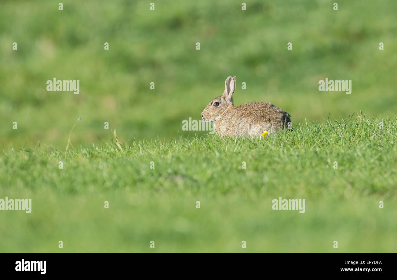 Rabbit (Oryctolagus cuniculus). Adult, feeding in open pasture Stock ...