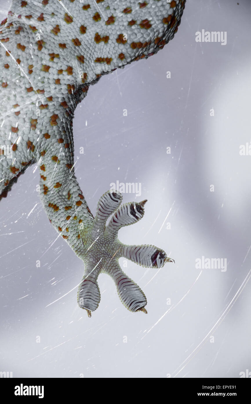 Foot of gecko Stock Photo - Alamy
