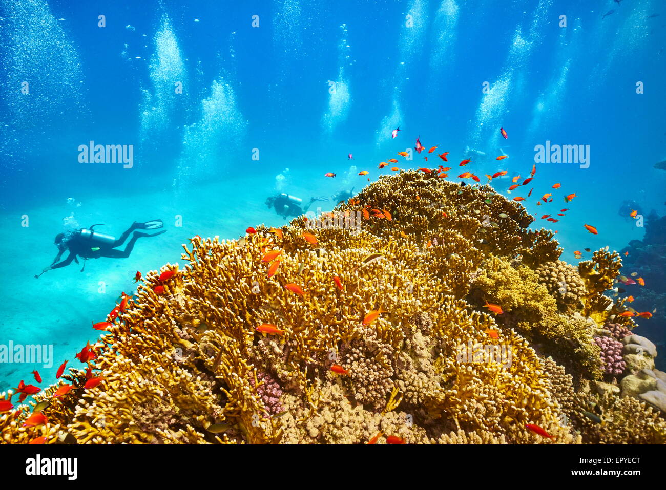 Marsa Alam, Red Sea - underwater view at scuba divers and the reef ...