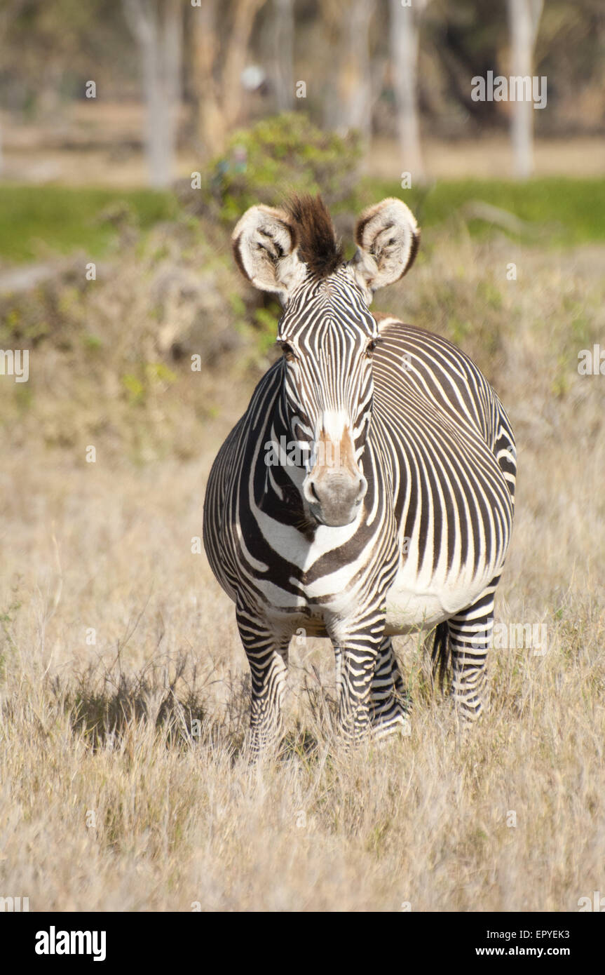 Zebra grevys hi-res stock photography and images - Alamy