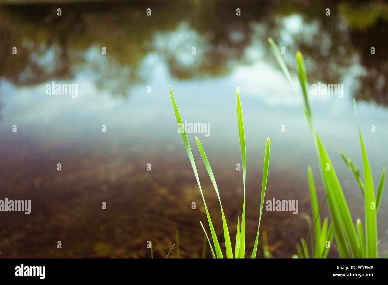 Reeds by a lake with shallow depth of field Stock Photo - Alamy