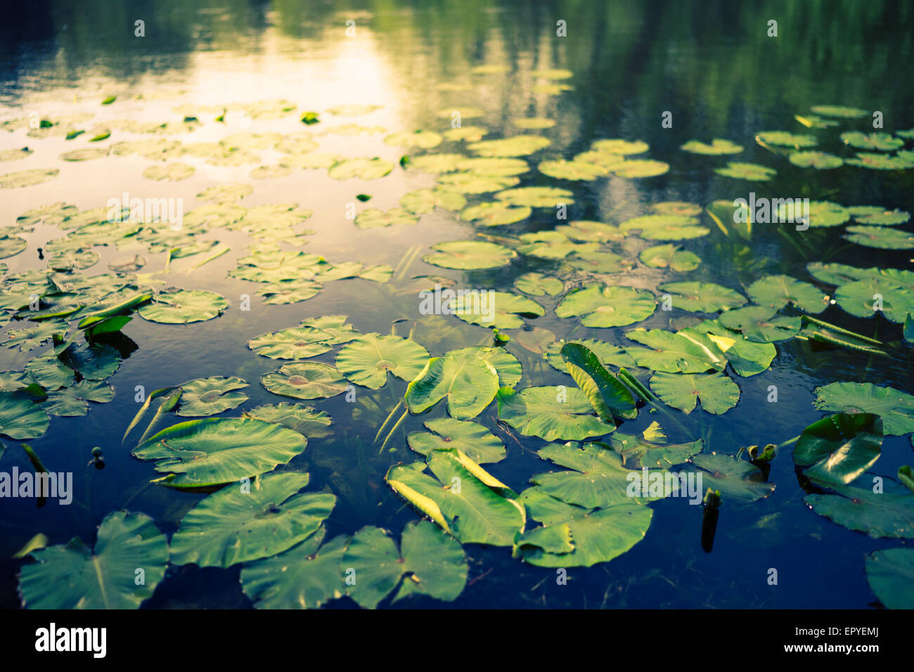 Lily pads uk lake hi-res stock photography and images - Alamy