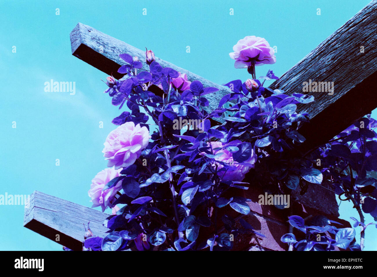 Climbing roses trellis hi-res stock photography and images - Alamy