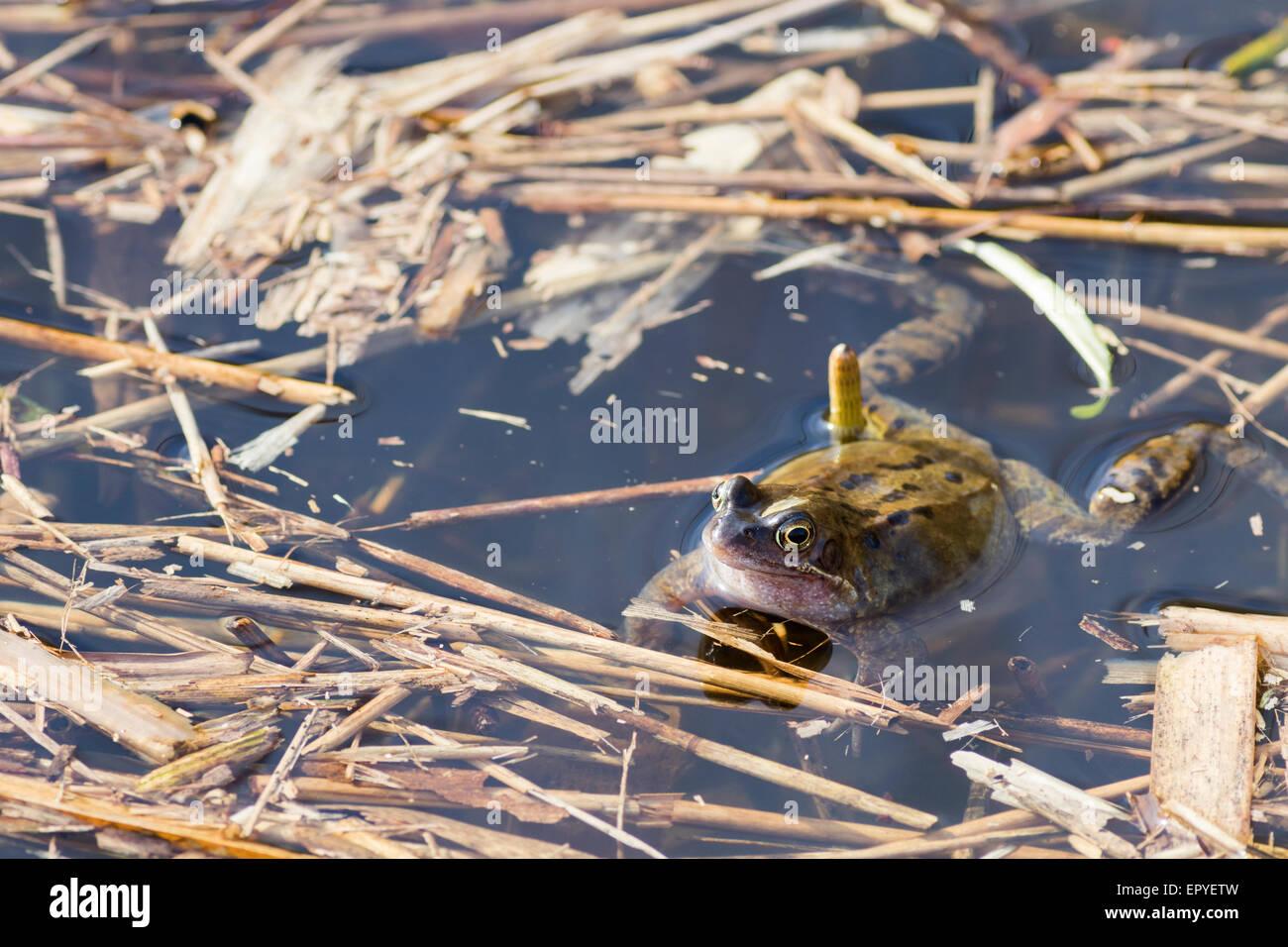 Rana tropical hi-res stock photography and images - Alamy