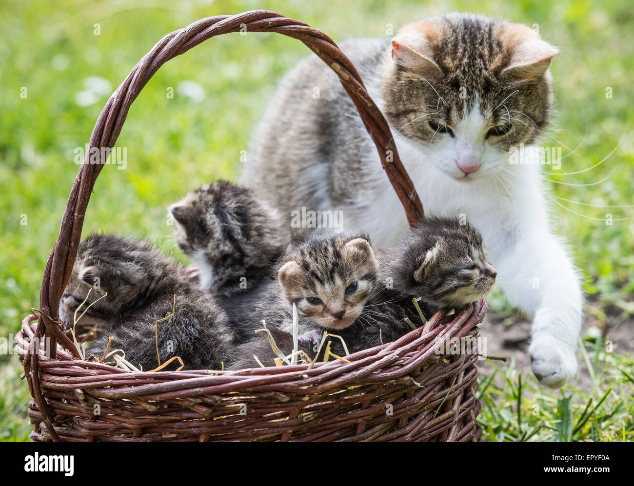 Four cat kittens basket hi-res stock photography and images - Alamy