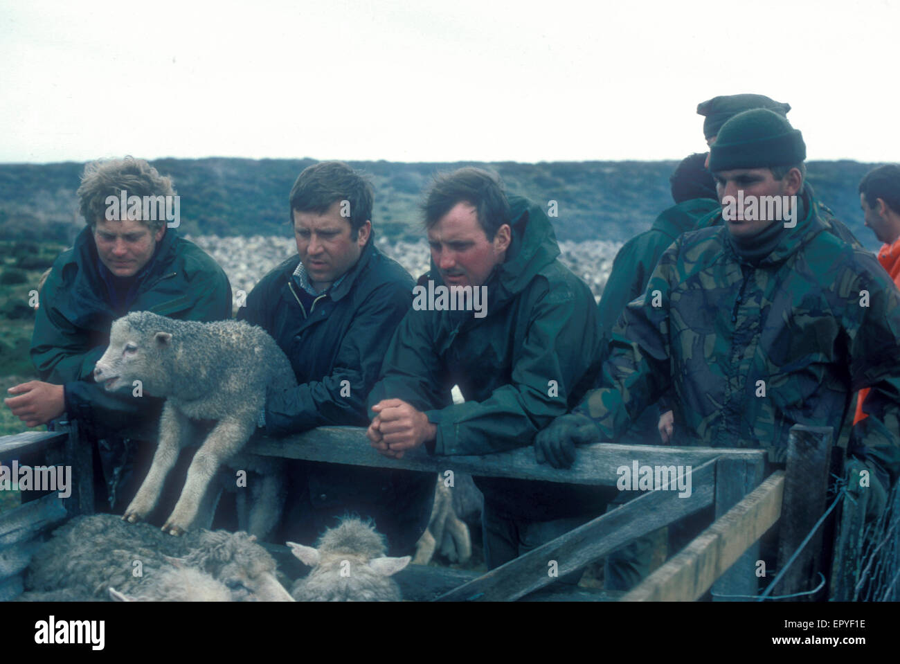 a sheep farmer,The Falkland Islands (British Overseas Territory), in ...