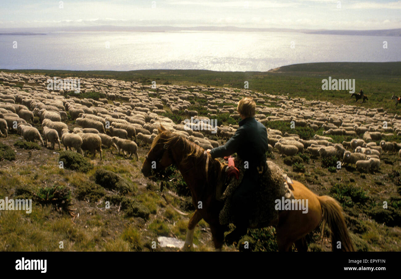 a sheep farmer,The Falkland Islands (British Overseas Territory), in ...