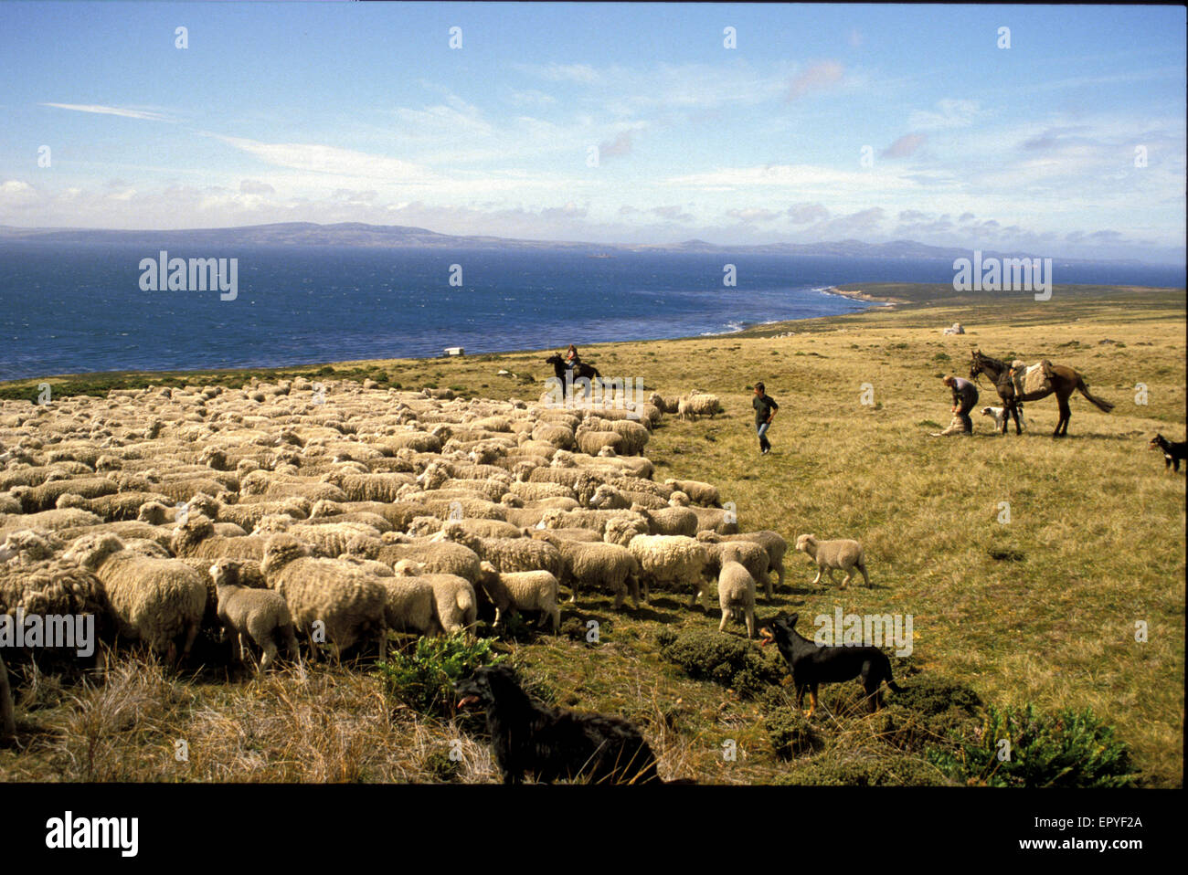 sheep flock,The Falkland Islands (British Overseas Territory), in the ...