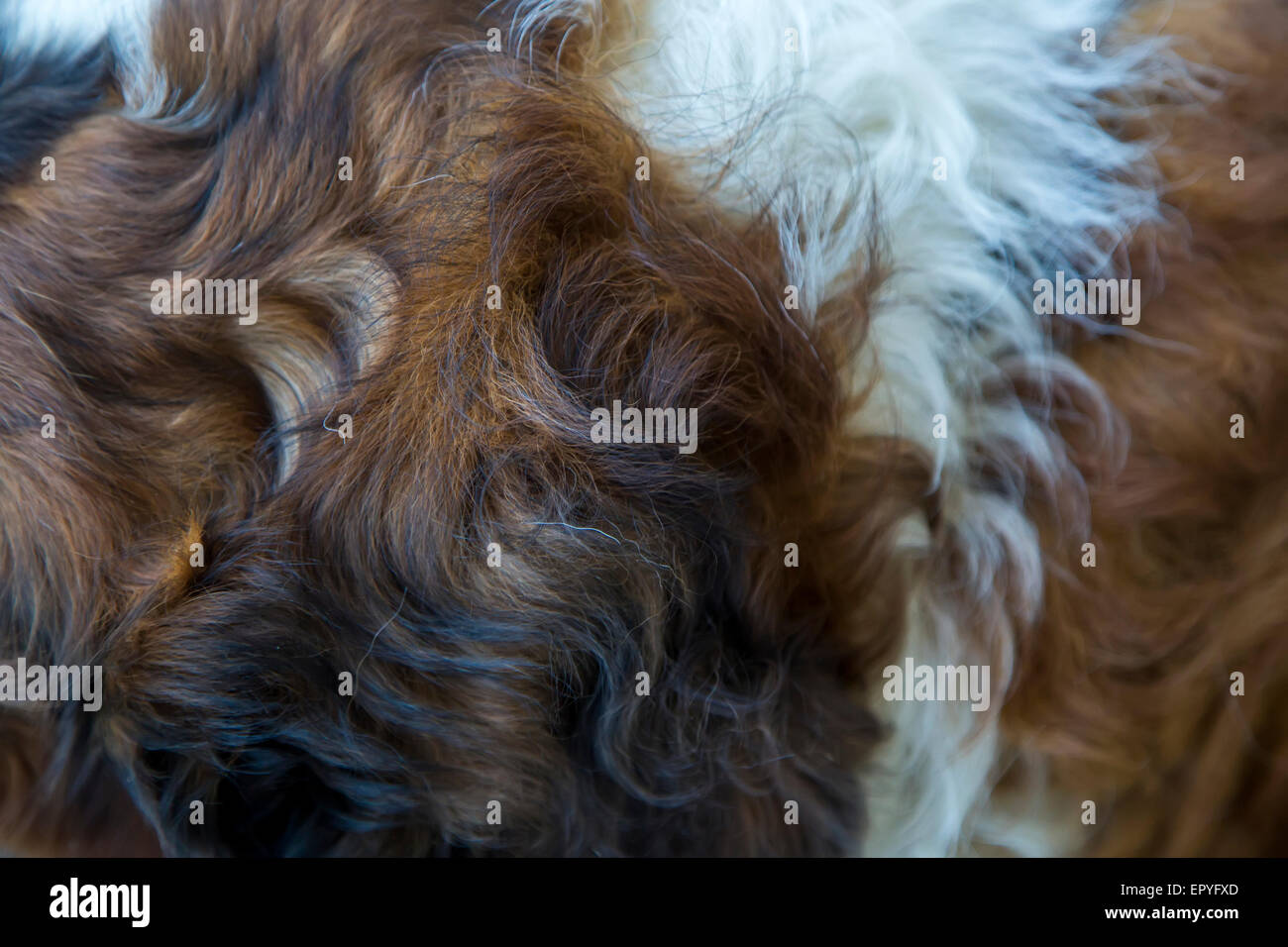 Soft hair dog hi-res stock photography and images - Alamy