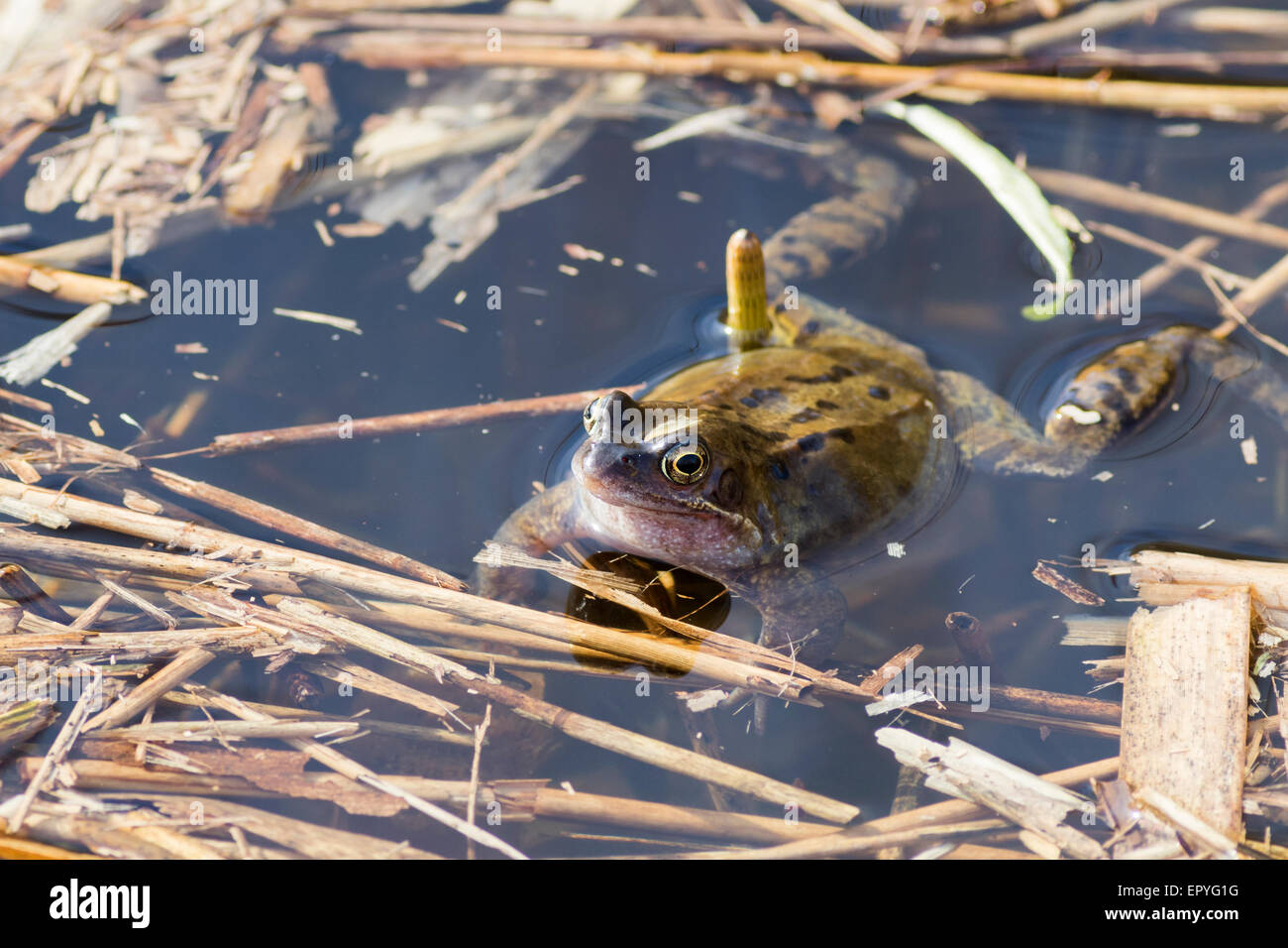 British common frog hi-res stock photography and images - Alamy