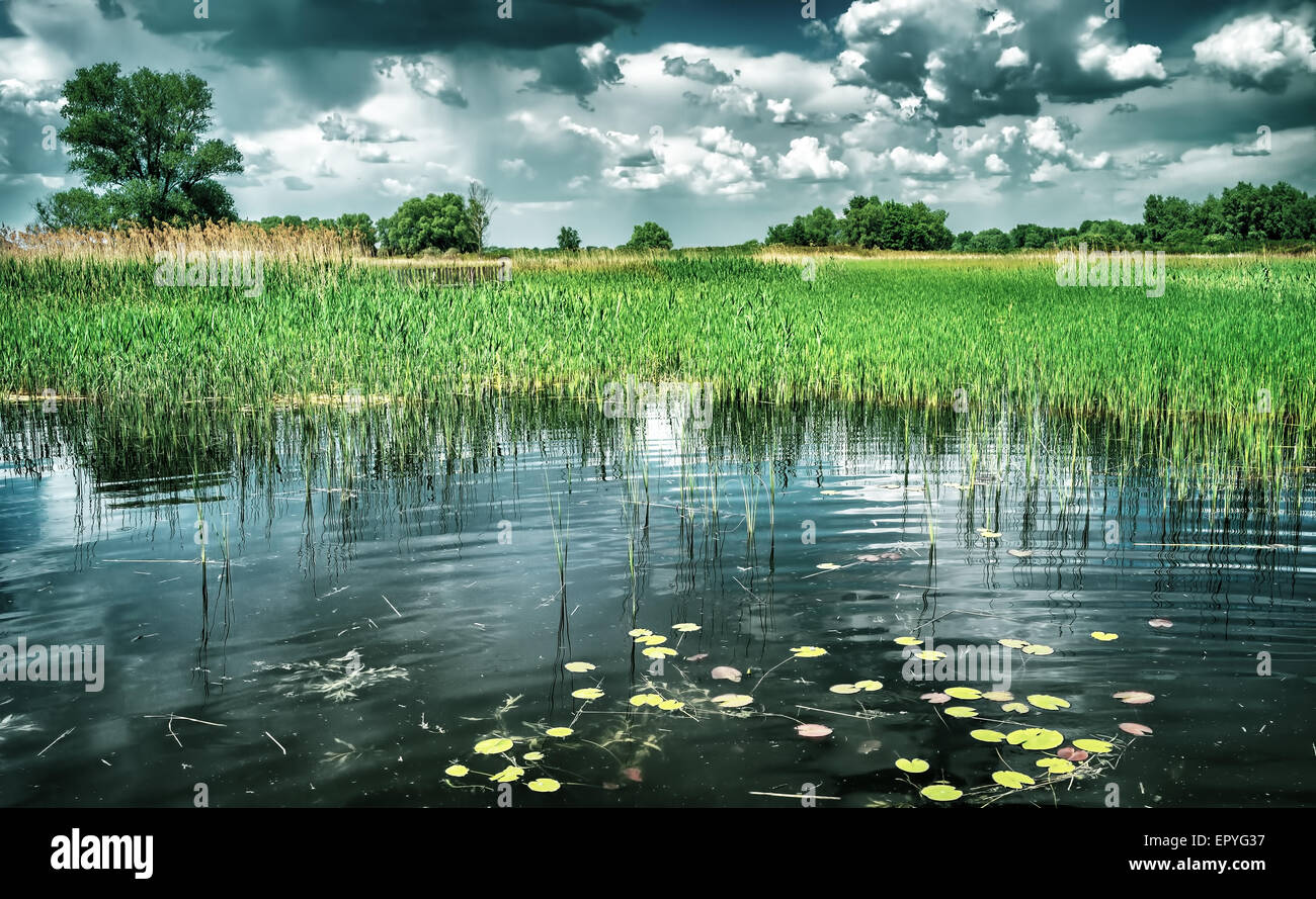Beautiful pond landscape, amazing view of many different water-plant in ...