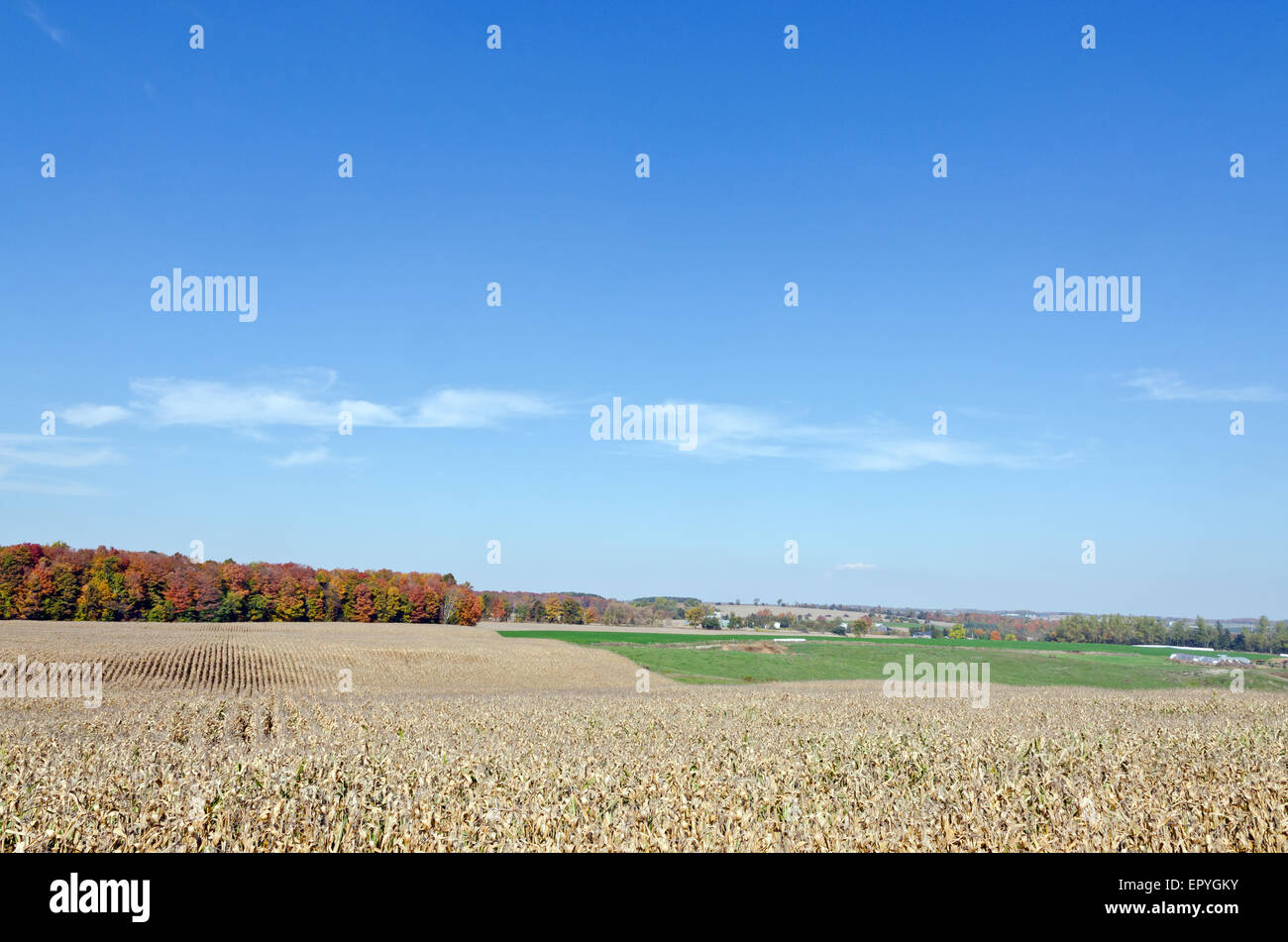 Field of corn being harvested on an autumn day Stock Photo - Alamy