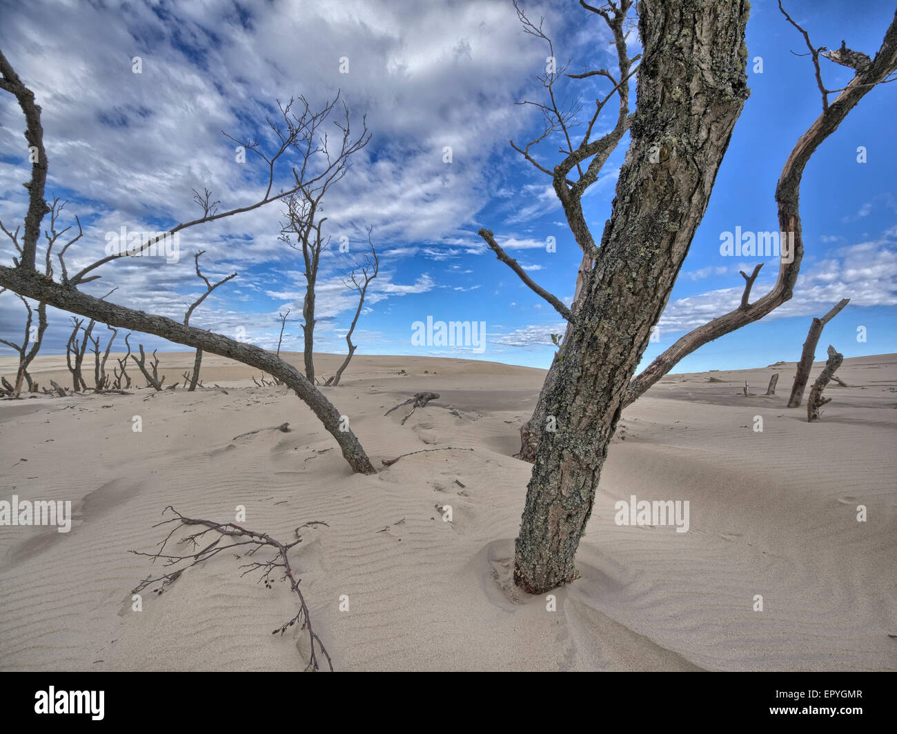 Dunes at Leba, Poland Stock Photo - Alamy
