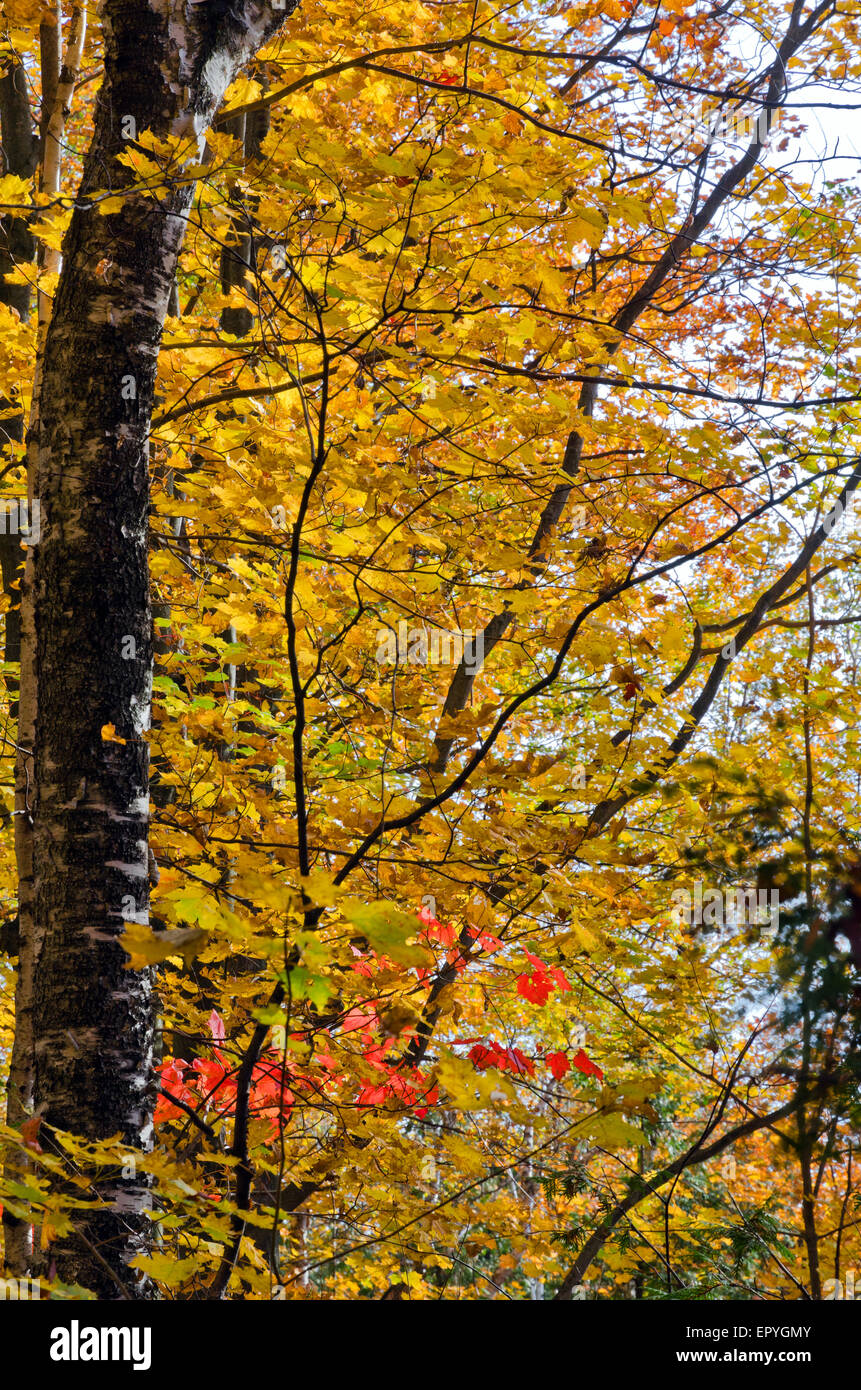 Fall's colorful trees in park. Ontario, Canada Stock Photo - Alamy