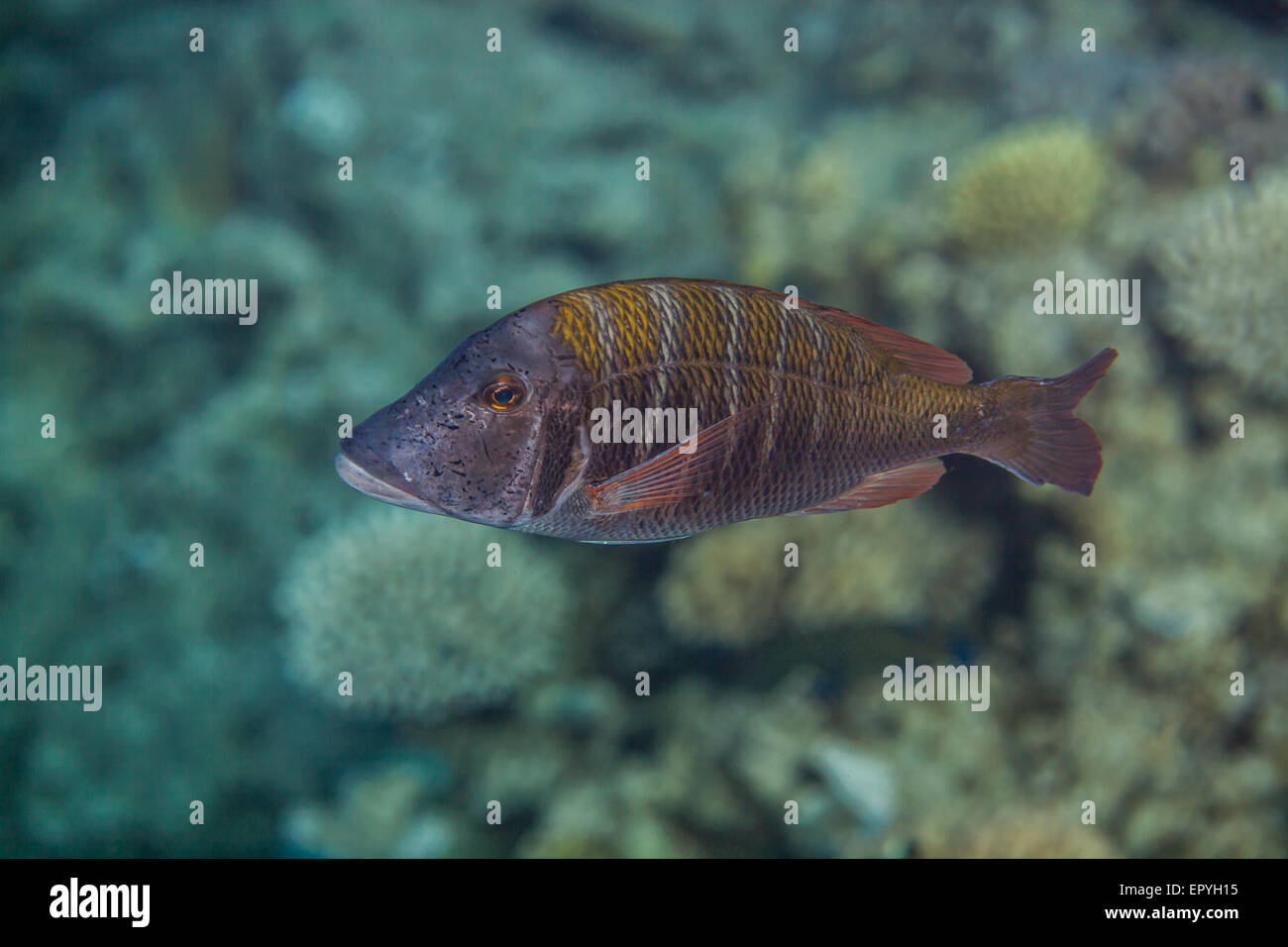 Emperor Fish High Resolution Stock Photography and Images - Alamy