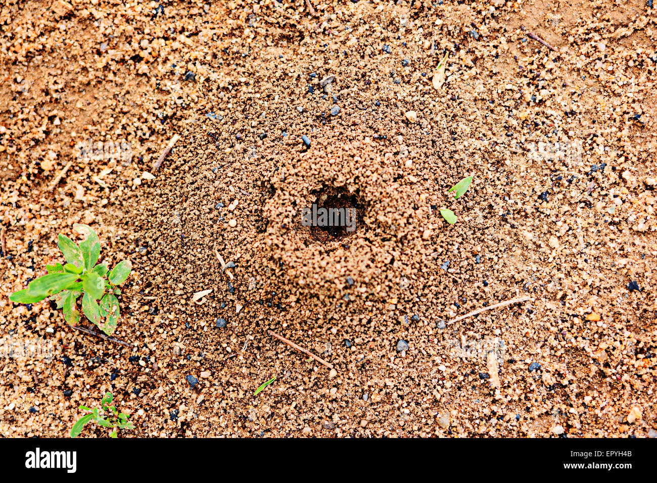 Ant hill at a street hi-res stock photography and images - Alamy