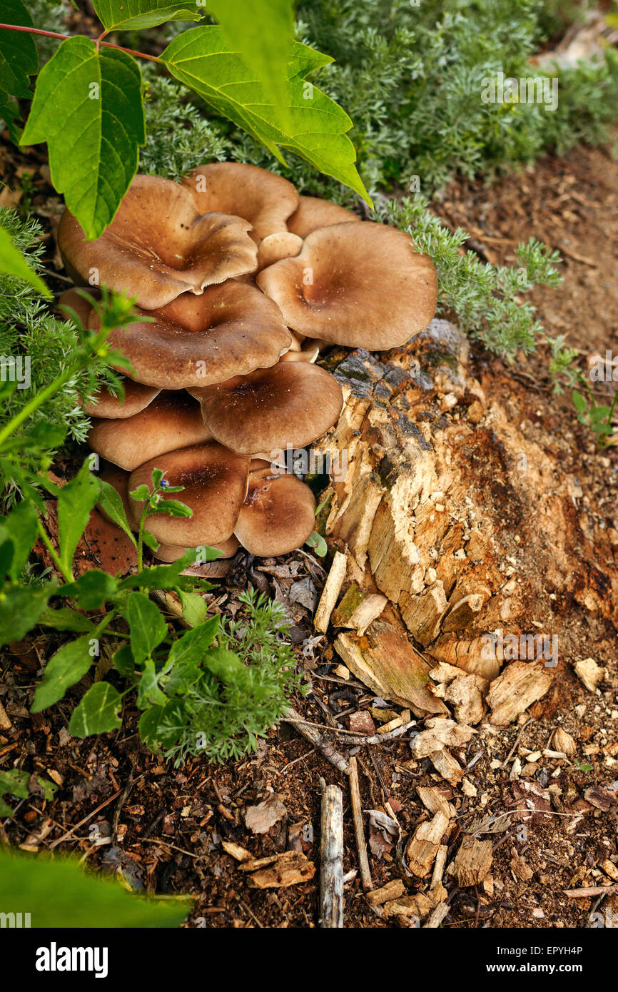 Mushrooms near the stump macro. Vegetarian food without GMOs. Concept ...
