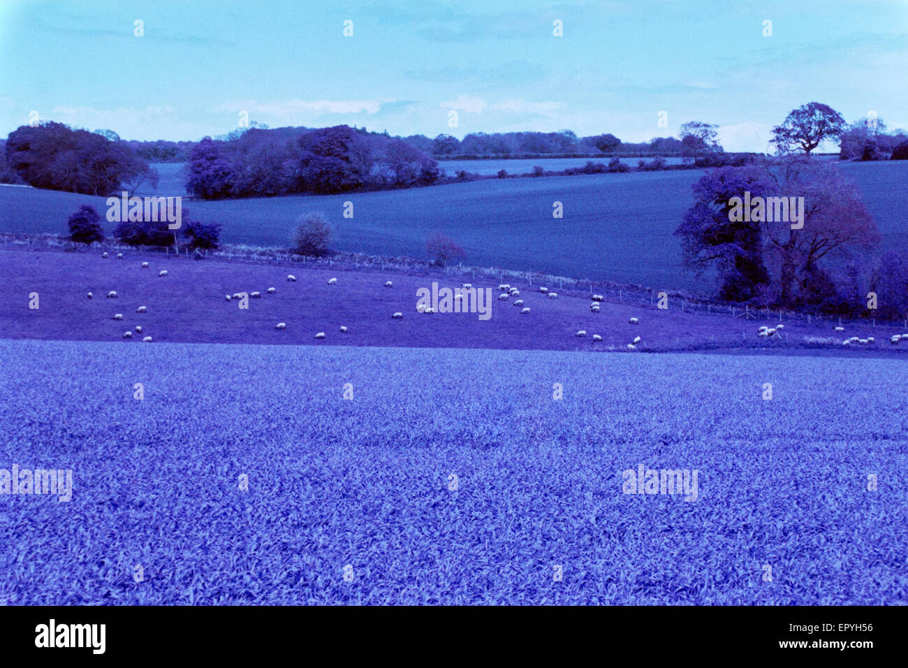 a flock of sheep grazing peacefully in a field near chalton hampshire ...