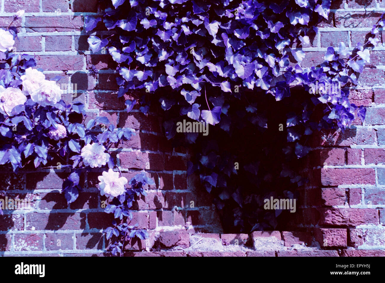 roses growing over an old wall in the rose gardens southsea hampshire ...