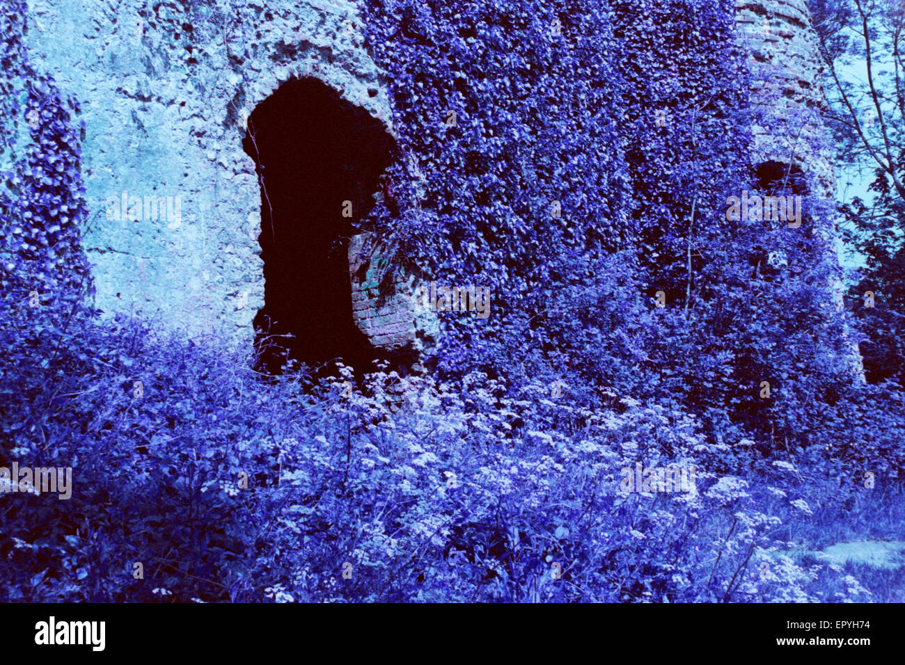 racton ruins folly tower in hampshire england uk Stock Photo - Alamy