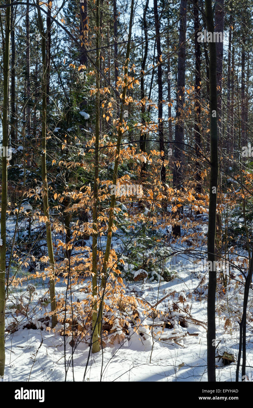 Canadian forest in winter time Stock Photo - Alamy