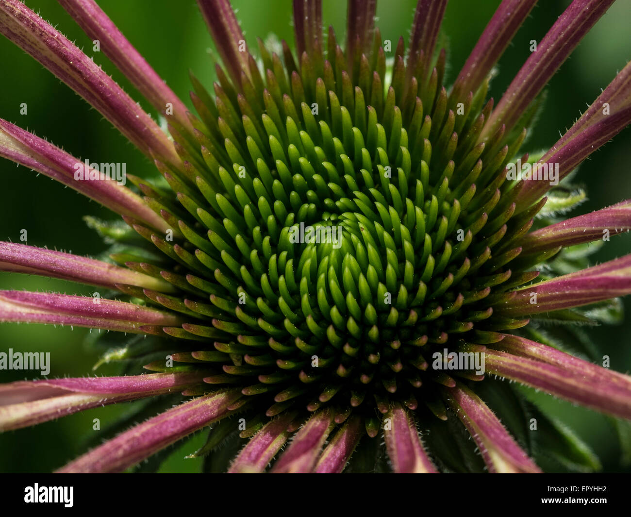 Macro photographs hi-res stock photography and images - Alamy
