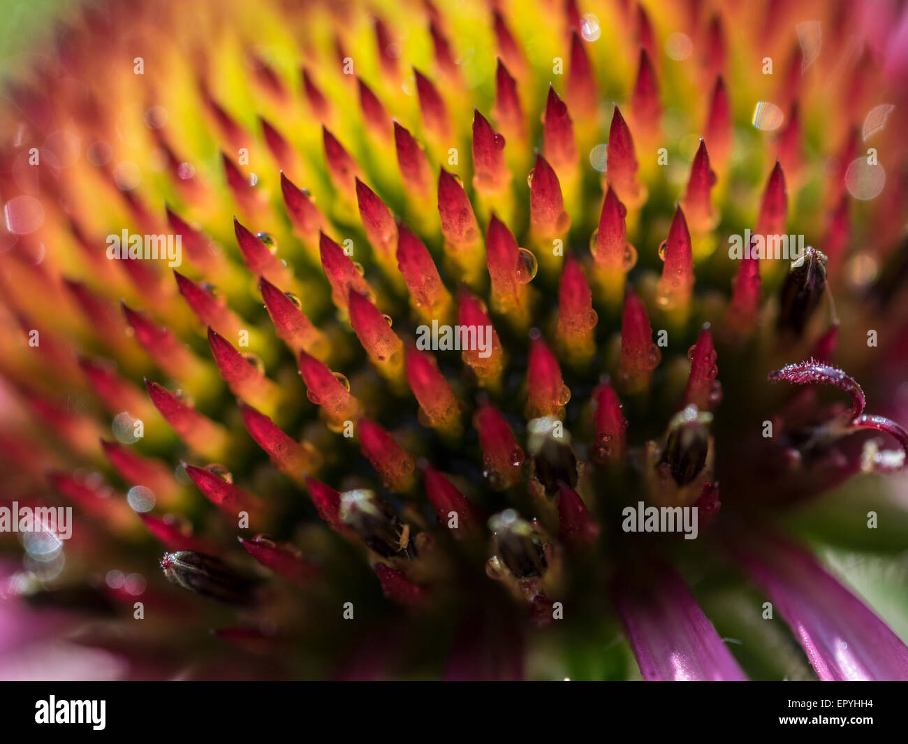 Macro photographs hi-res stock photography and images - Alamy