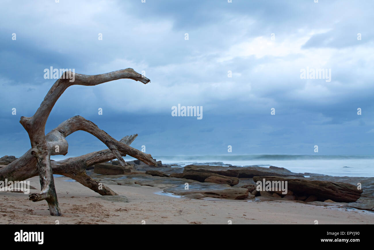 Log on beach hi-res stock photography and images - Alamy