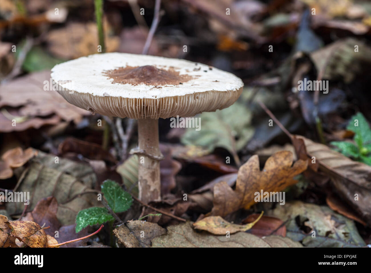 Large white flat topped toadstool (fungus fruiting body) amongst fallen ...