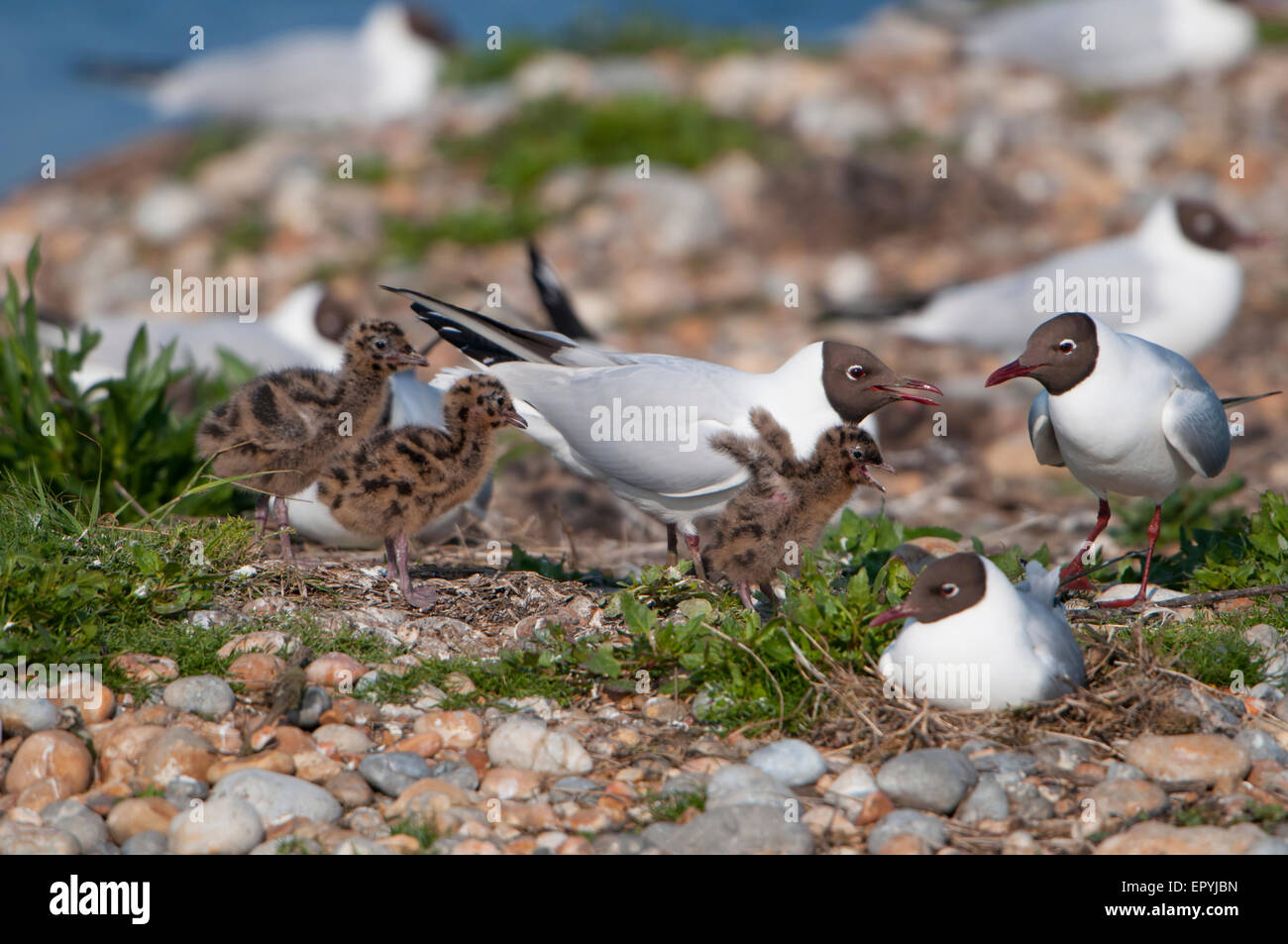 A Black Headed Gull family amongst the breeding colony at Rye Harbour ...