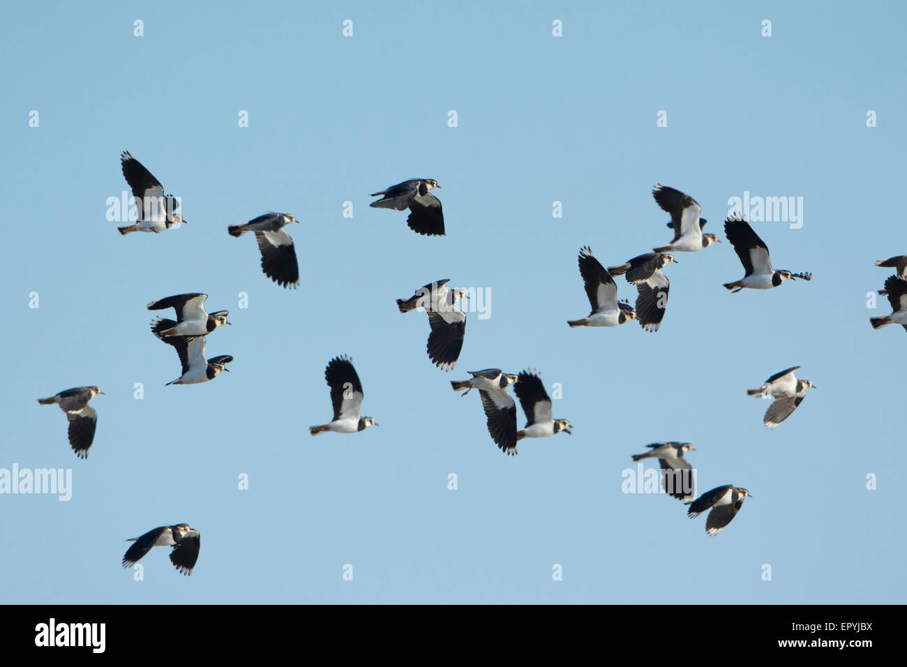 Lapwing in a winter sky hi-res stock photography and images - Alamy