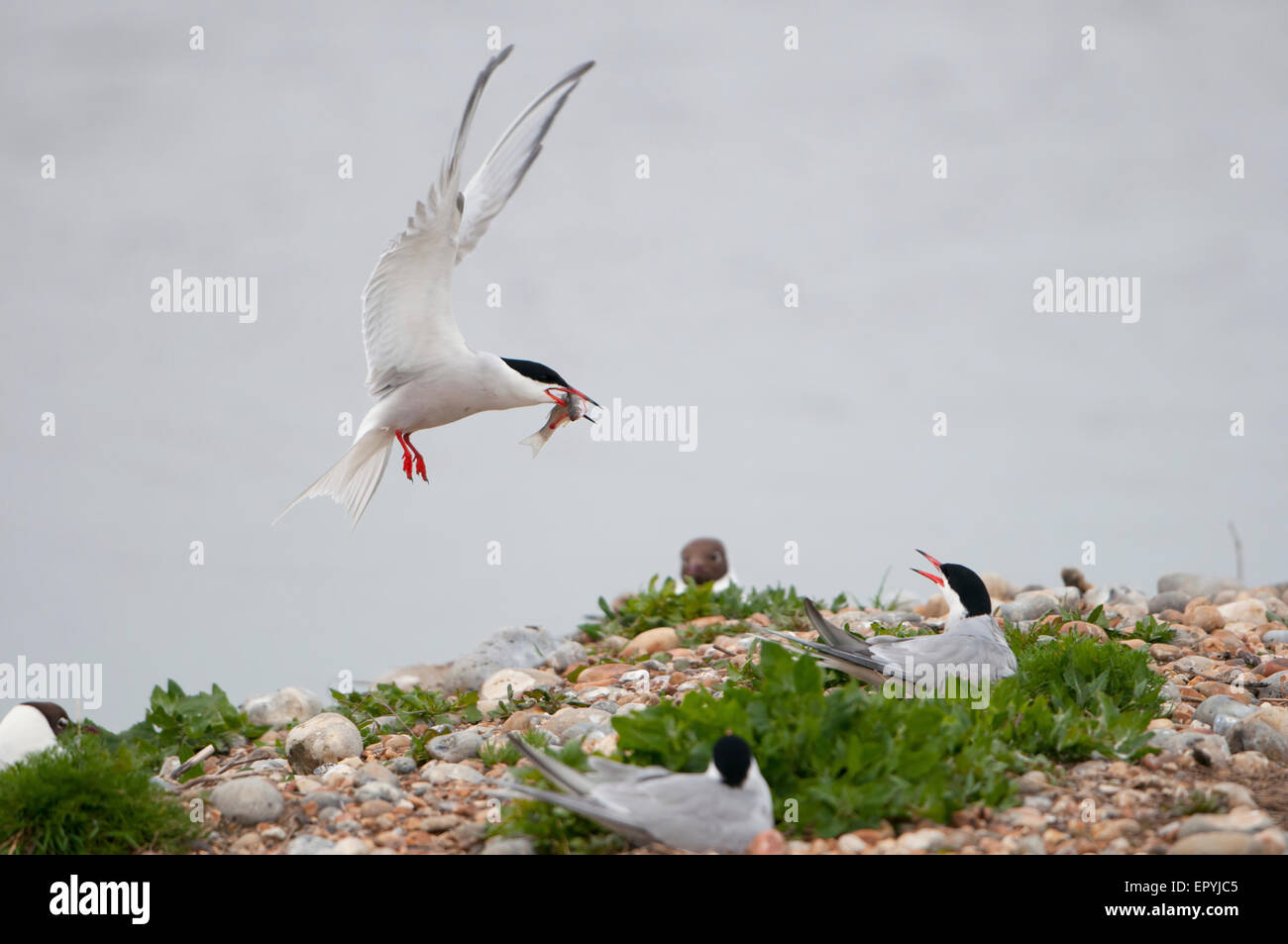 Common terns hirundo breeding colony hi-res stock photography and ...