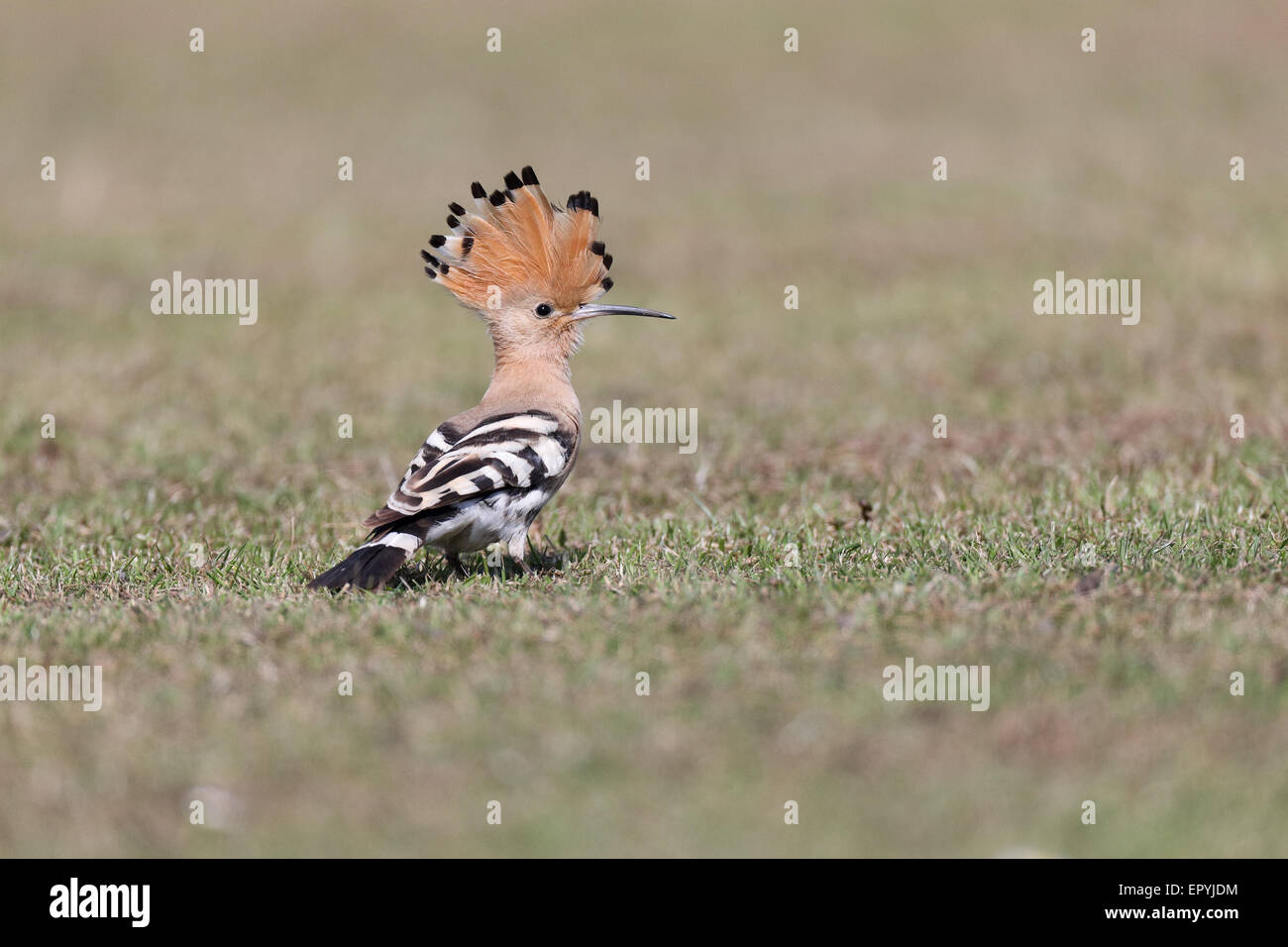 Hoopoe, Upupa epops, Polgigga, Cornwall, England, UK Stock Photo - Alamy