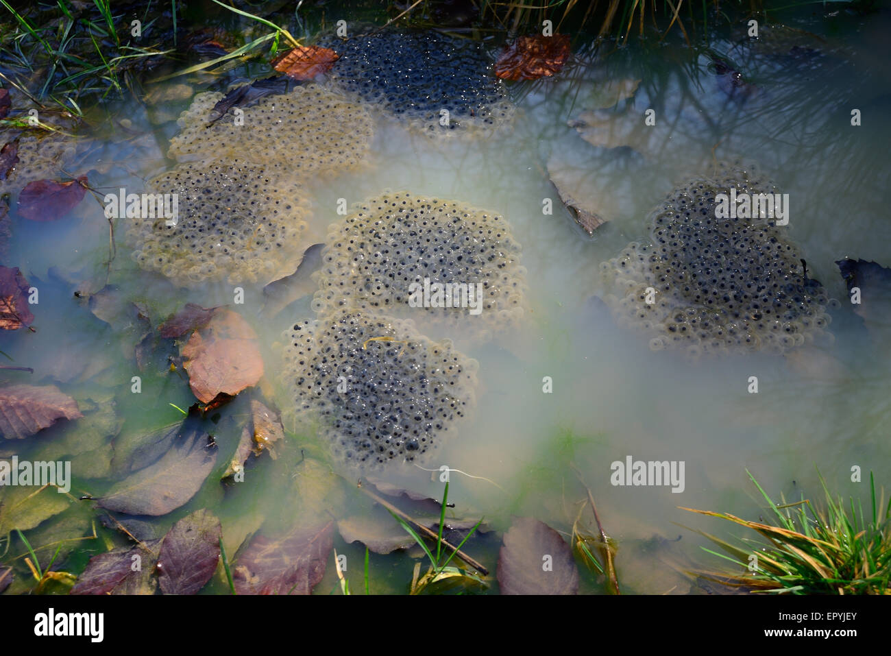 Frogspawn in a water-filled rut beside a forest track Stock Photo - Alamy