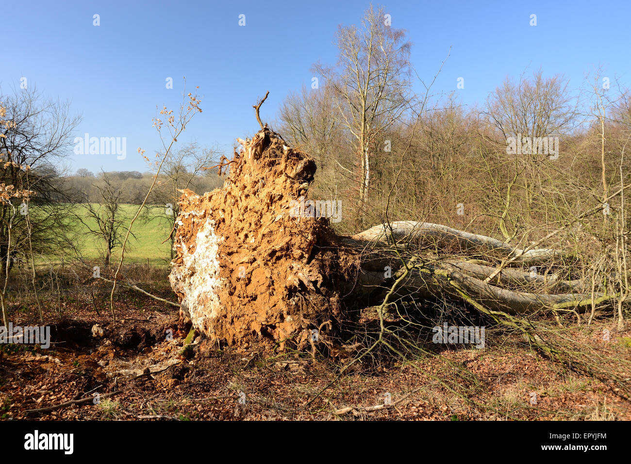 Tree uprooted by a storm Stock Photo - Alamy
