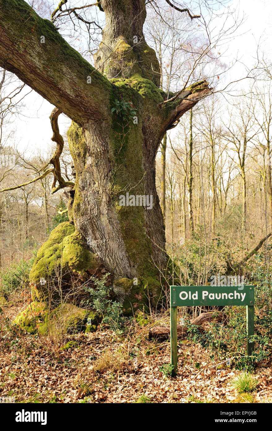 Paunchy hi-res stock photography and images - Alamy