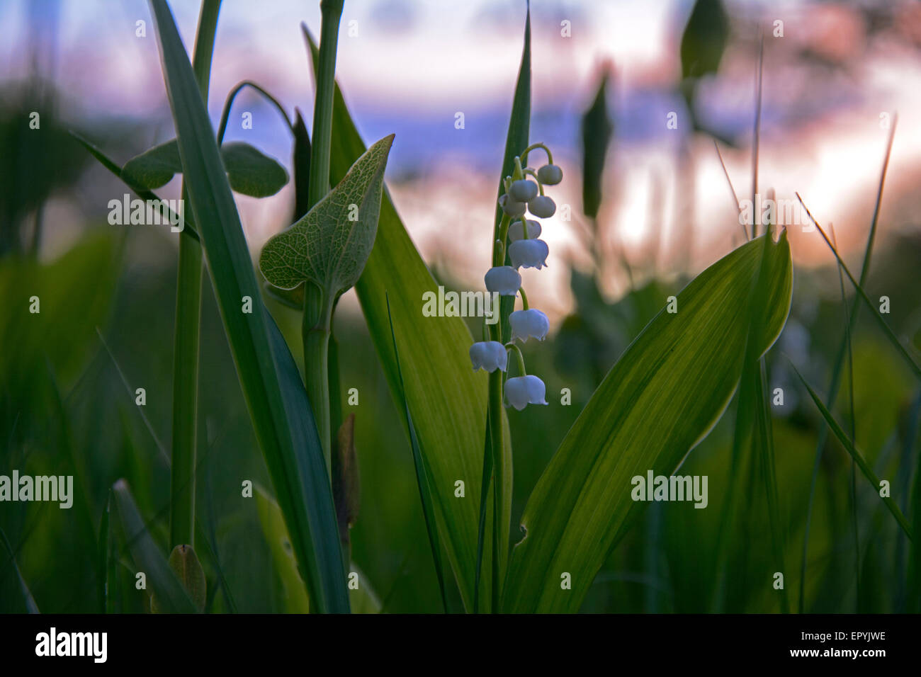 Blooming lily on the nature in the setting sun in the grass in the ...