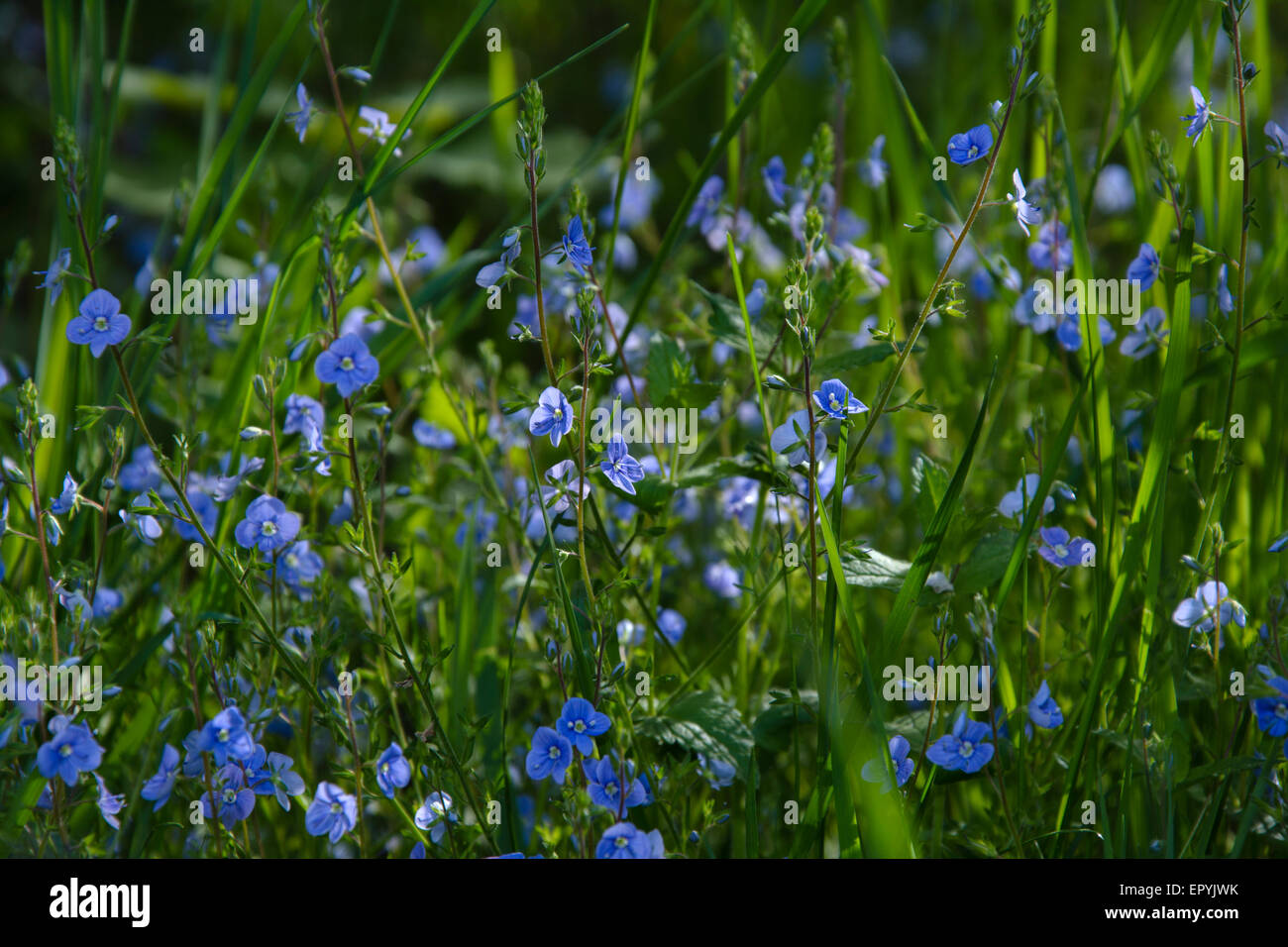 Field of blooming blue forest flowers in the sun Stock Photo - Alamy