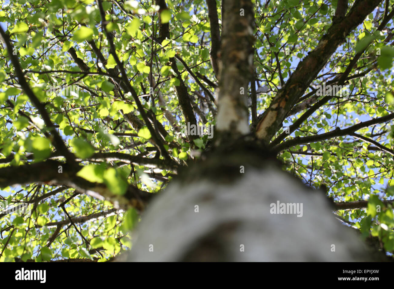 Birch trees and branches close-up Stock Photo - Alamy