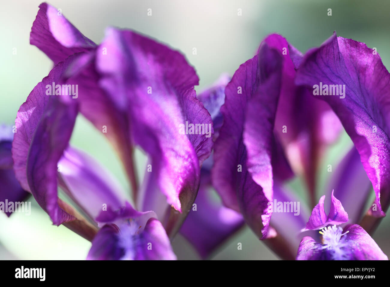 Irisiris hi-res stock photography and images - Alamy