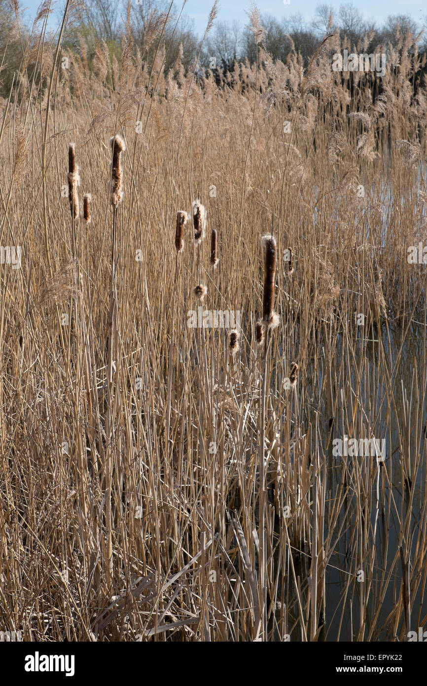 Cattails and reeds hi-res stock photography and images - Alamy