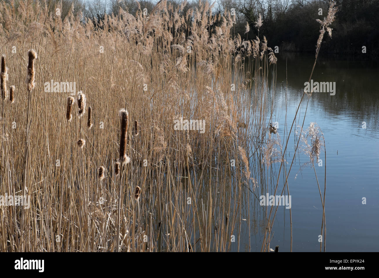 Cattails and reeds hi-res stock photography and images - Alamy