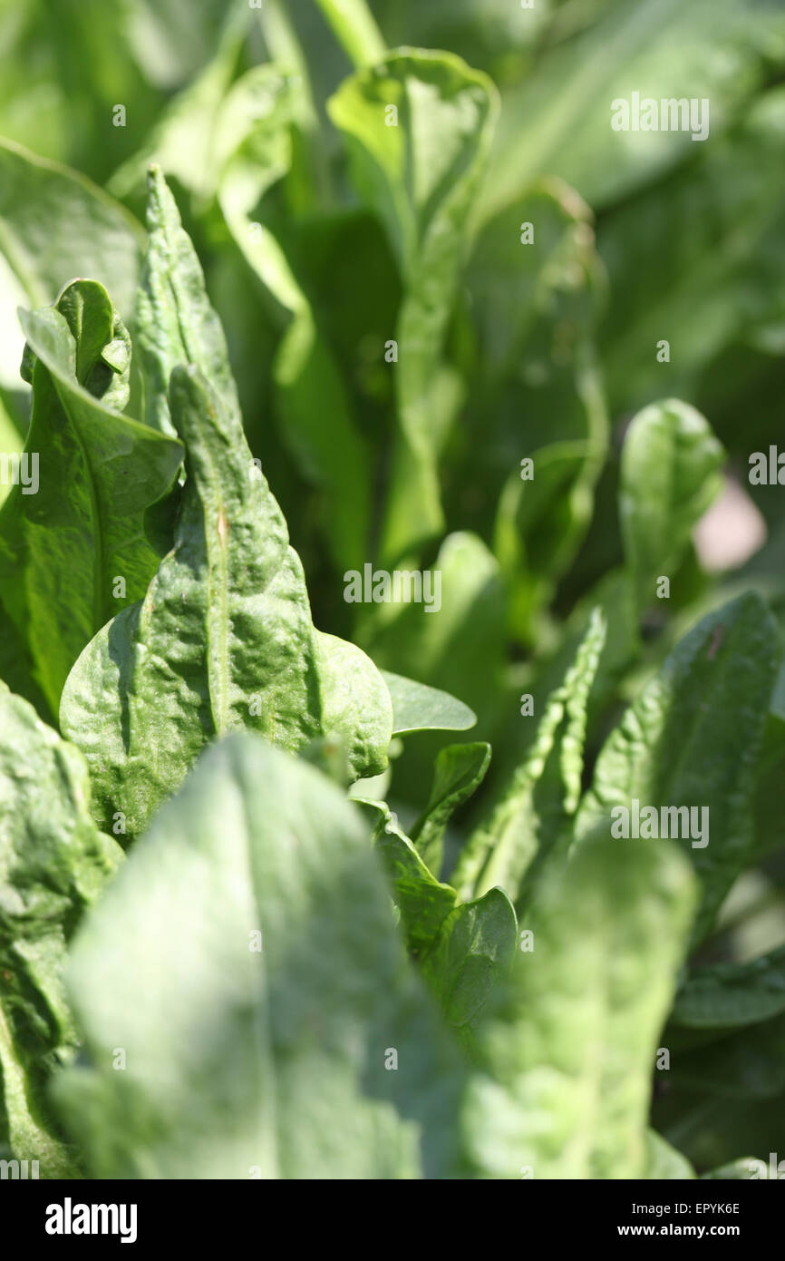 sorrel growing in the garden Stock Photo - Alamy