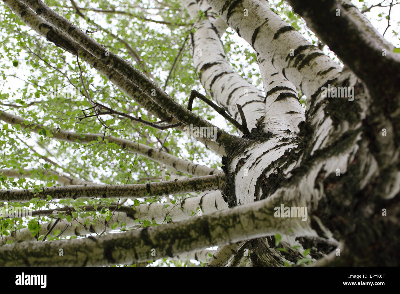 birch trunk and branches of birch close up Stock Photo - Alamy