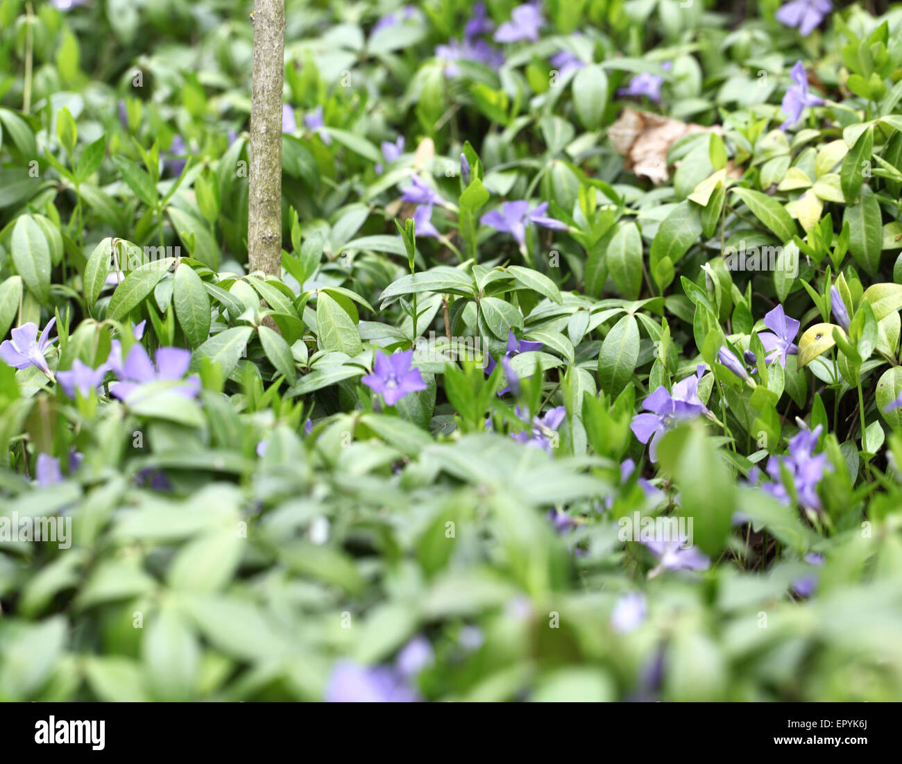 periwinkle growing in nature Stock Photo - Alamy