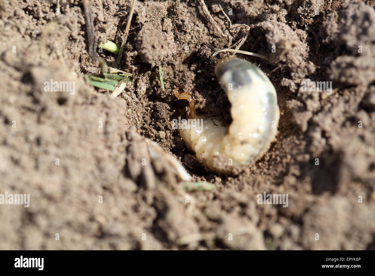 larva of may-bug Stock Photo - Alamy