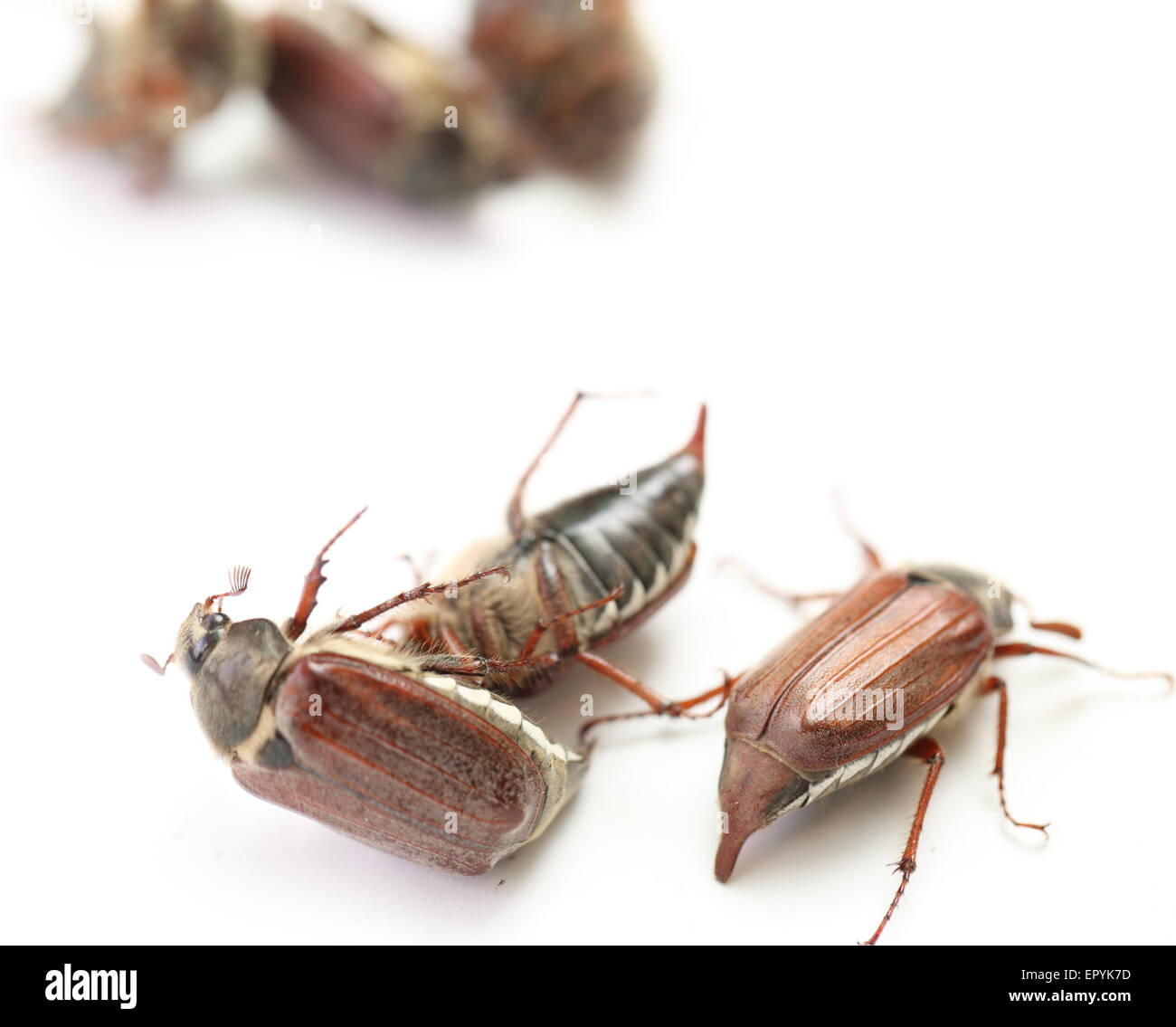 may-bug closeup isolated on a white background Stock Photo - Alamy