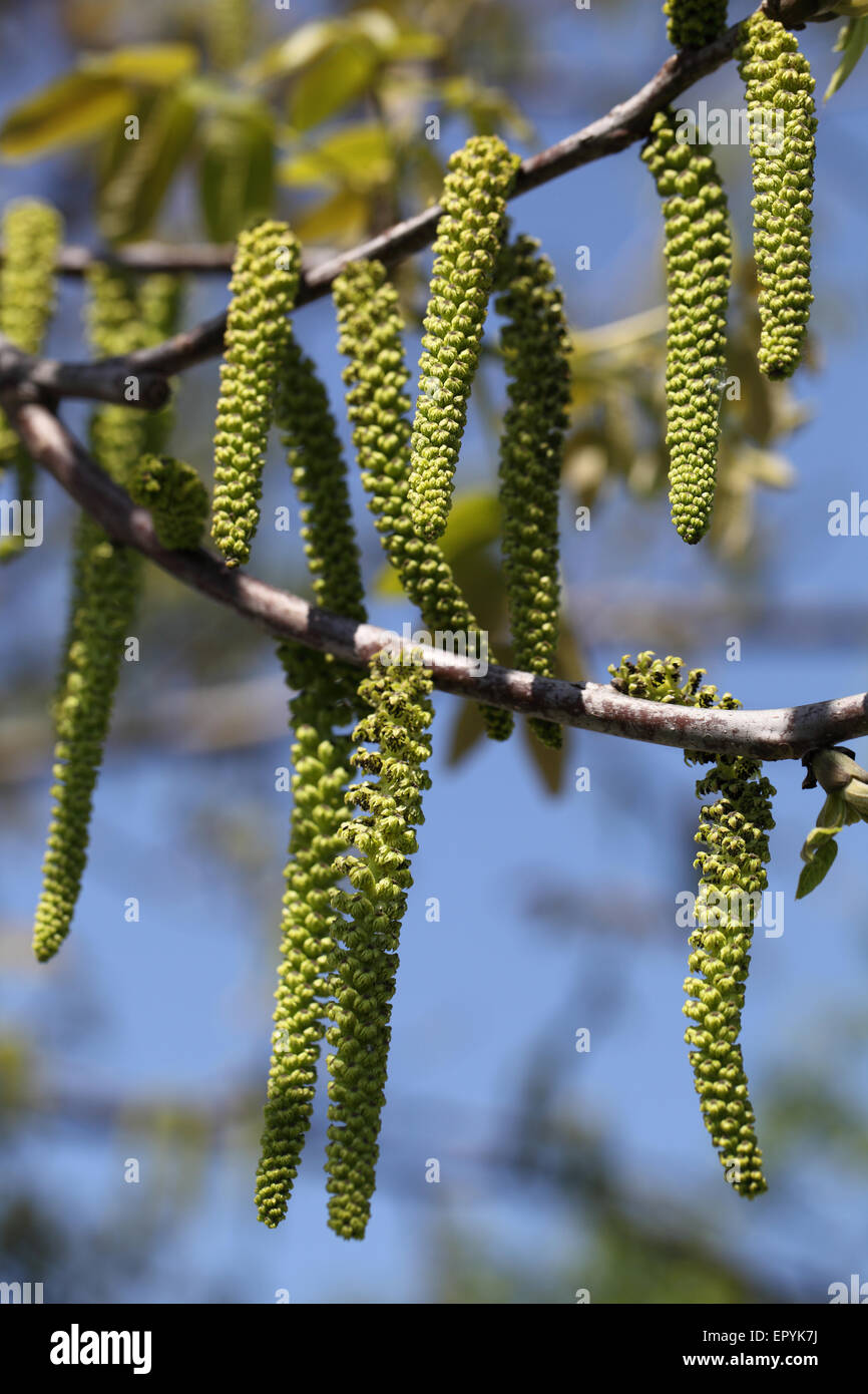walnut buds against the sky Stock Photo - Alamy