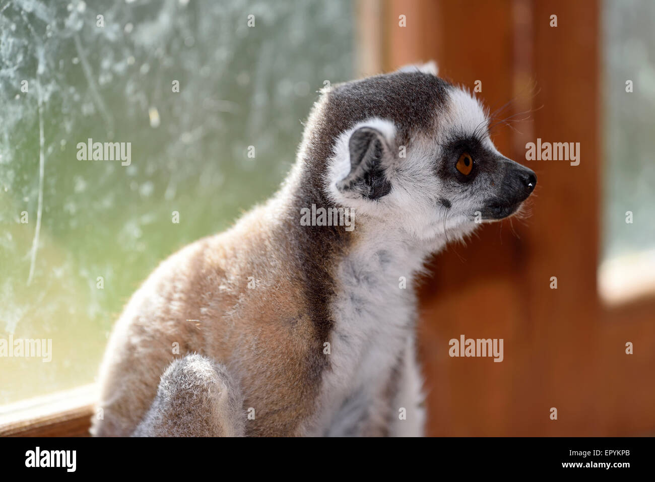 Lemur face close up hi-res stock photography and images - Alamy