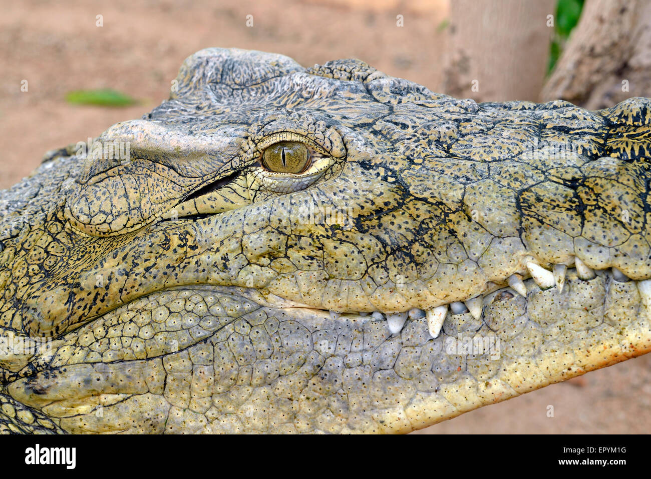 Crocodile head profile closeup hi-res stock photography and images - Alamy